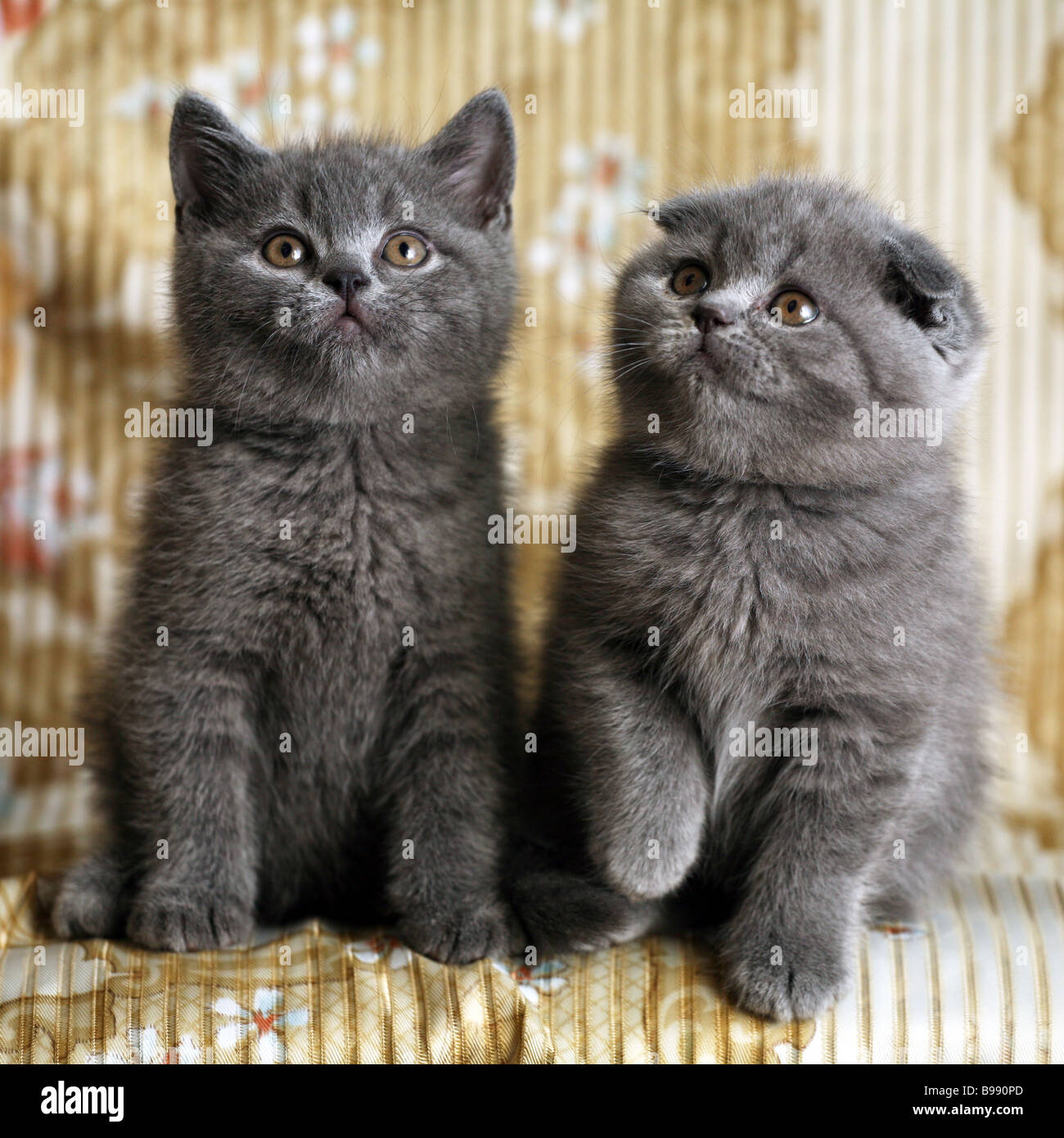 Im Four Months Old Scottish Fold Animals Cats