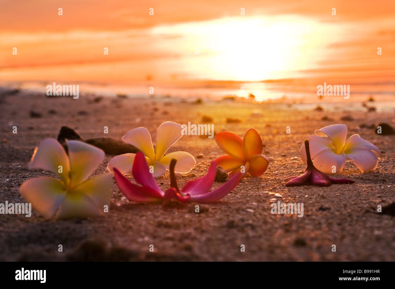 Native of cooks island hi-res stock photography and images - Alamy