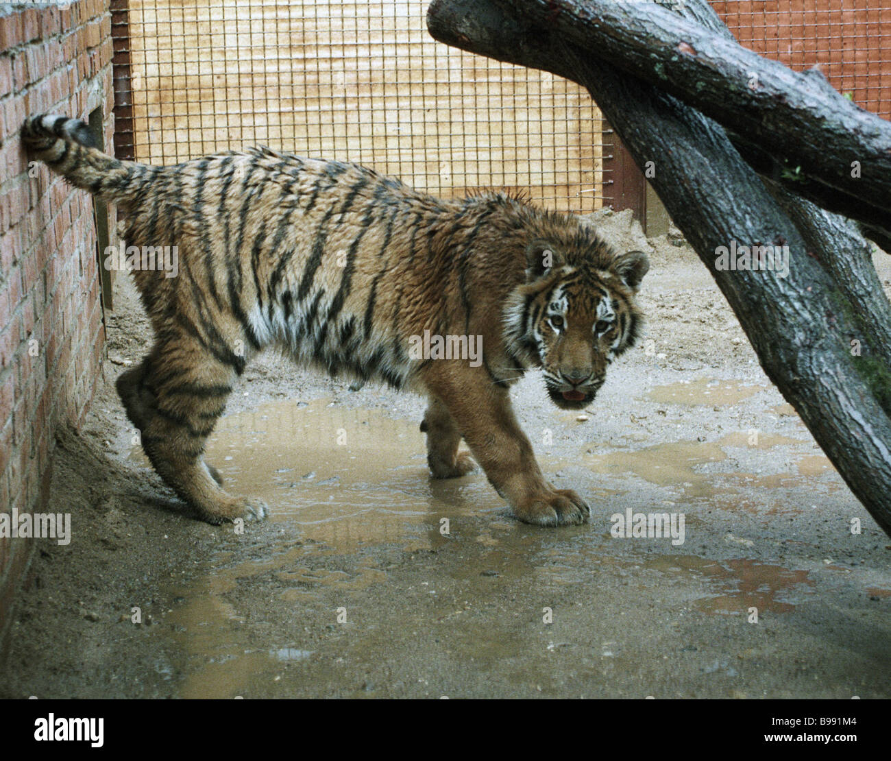 A one year old tiger cub confiscated from the photographers in Stary ...