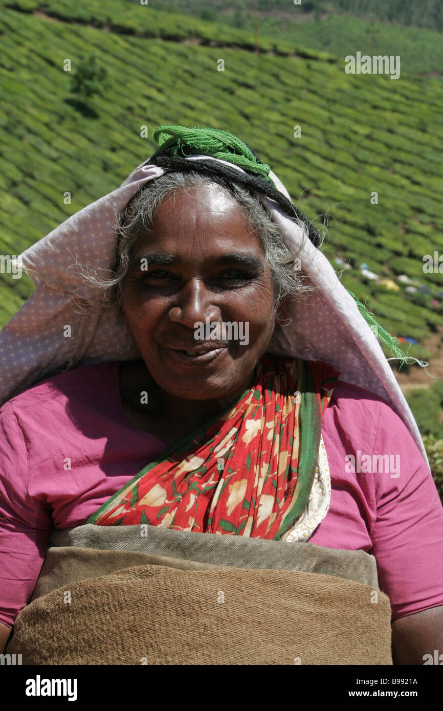 Village Tea Picker in fields near Munnar Kerala India Stock Photo - Alamy