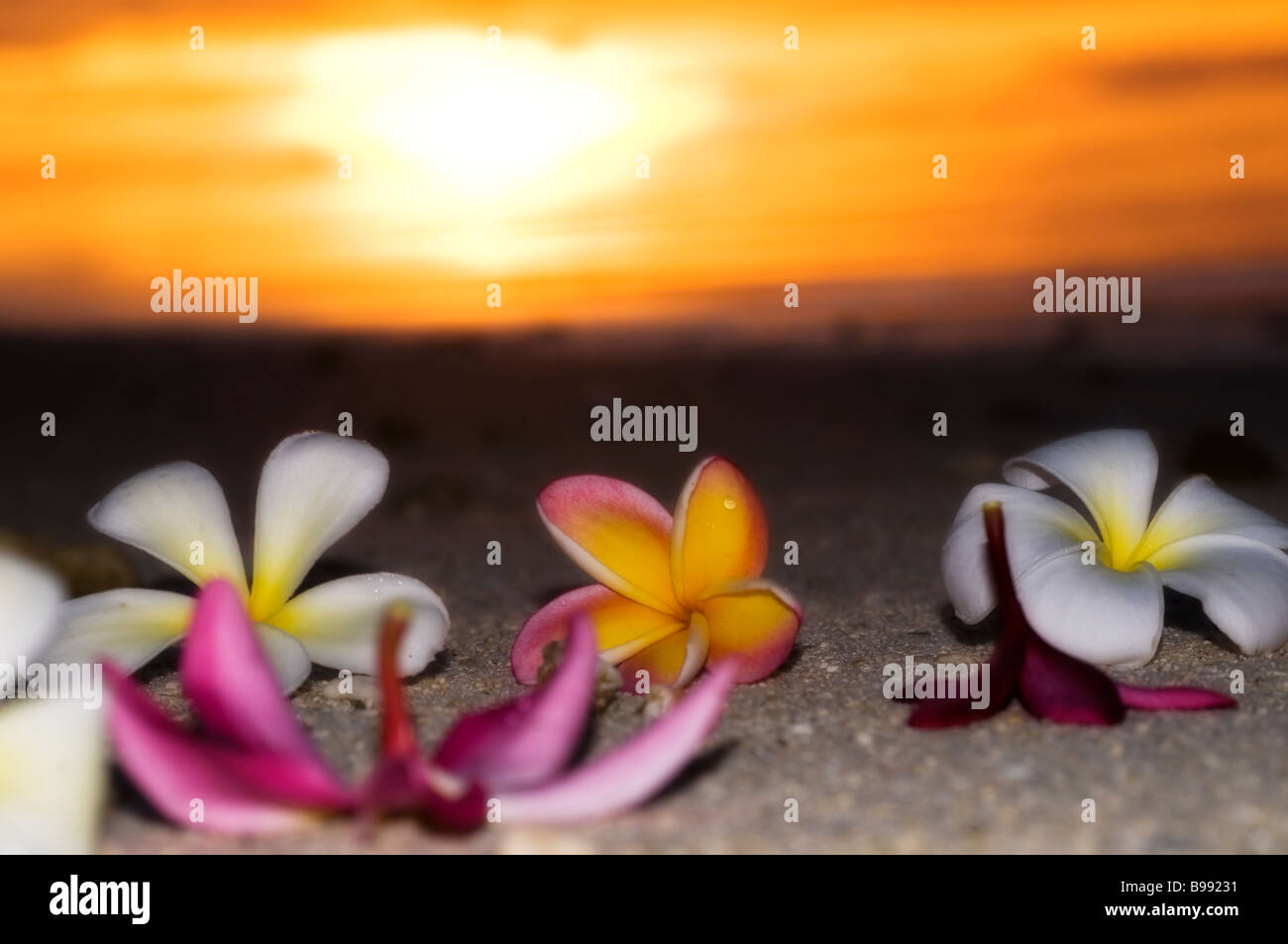 Plumeria or Frangipani native to tropical and subtropical Americas shot ...