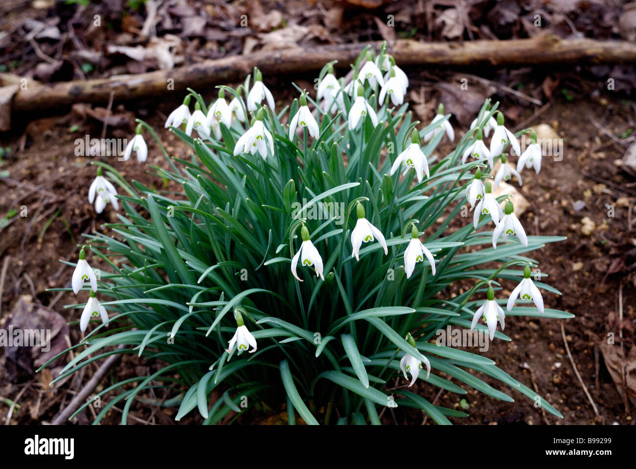 A clump of snowdrops in a wood Stock Photo - Alamy