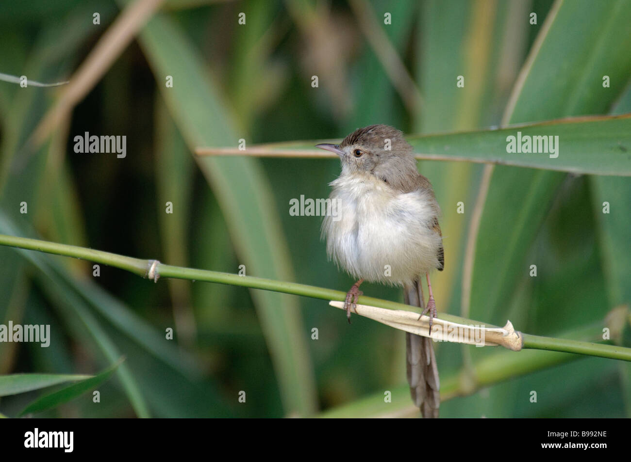 Plain prinia prinia inornata hi-res stock photography and images - Alamy