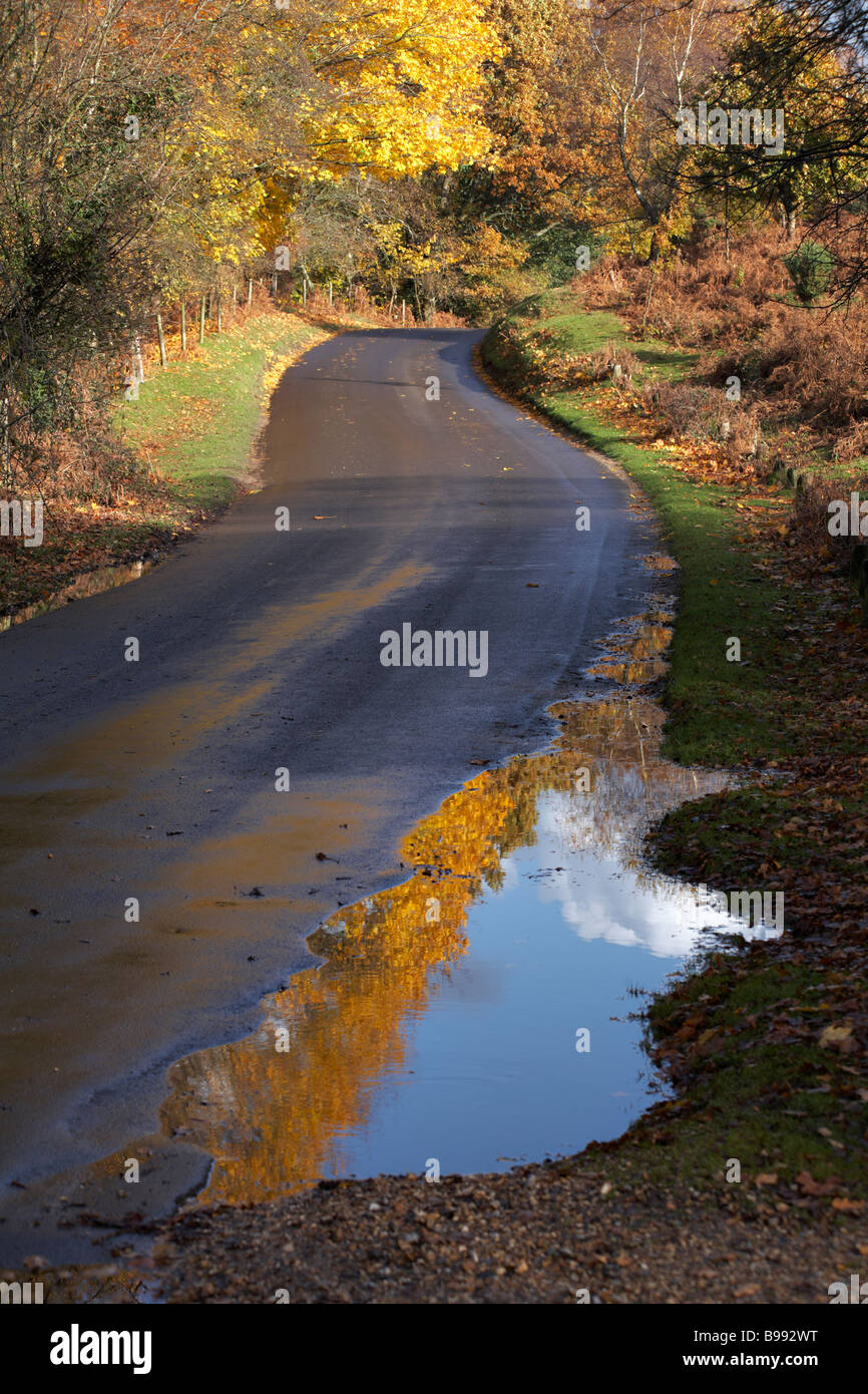English country lane new forest hi-res stock photography and images - Alamy
