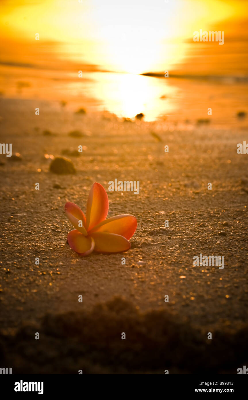 sheer class and finery a frangipani Plumeria shot at dusk on Aitutaki ...