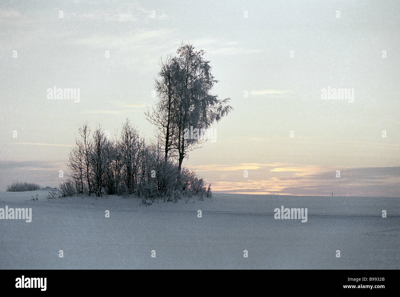 Trees in a snow covered field Stock Photo - Alamy