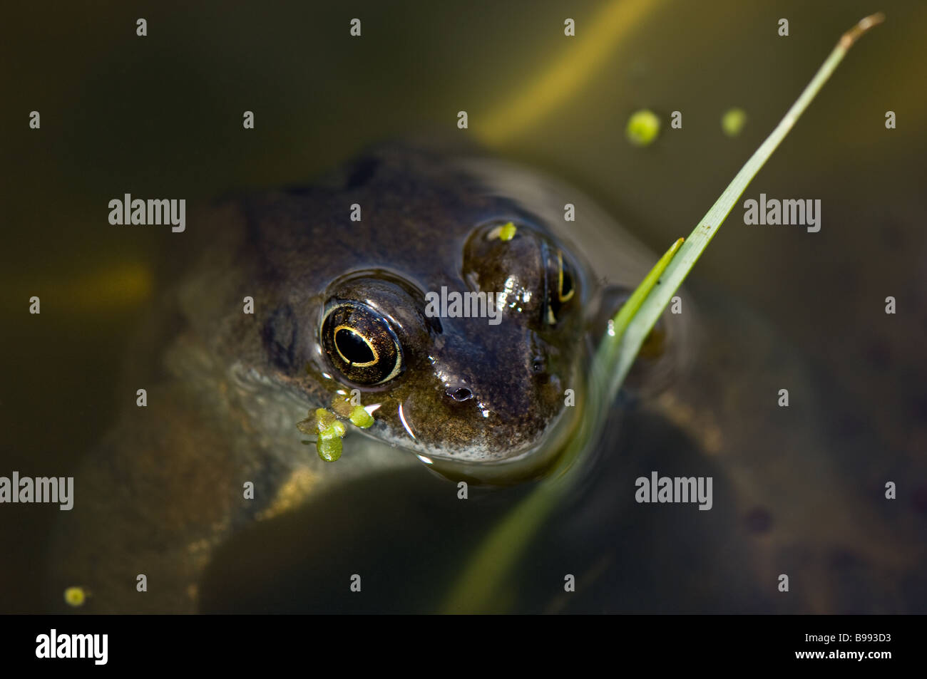 Male frog hi-res stock photography and images - Alamy