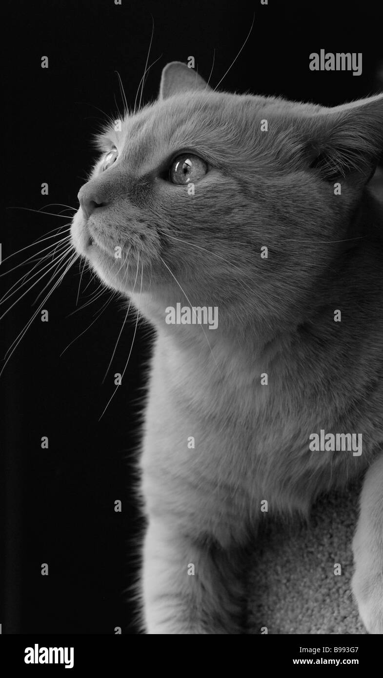 A back and white portrait of an orange tabby cat with his ears slicked ...