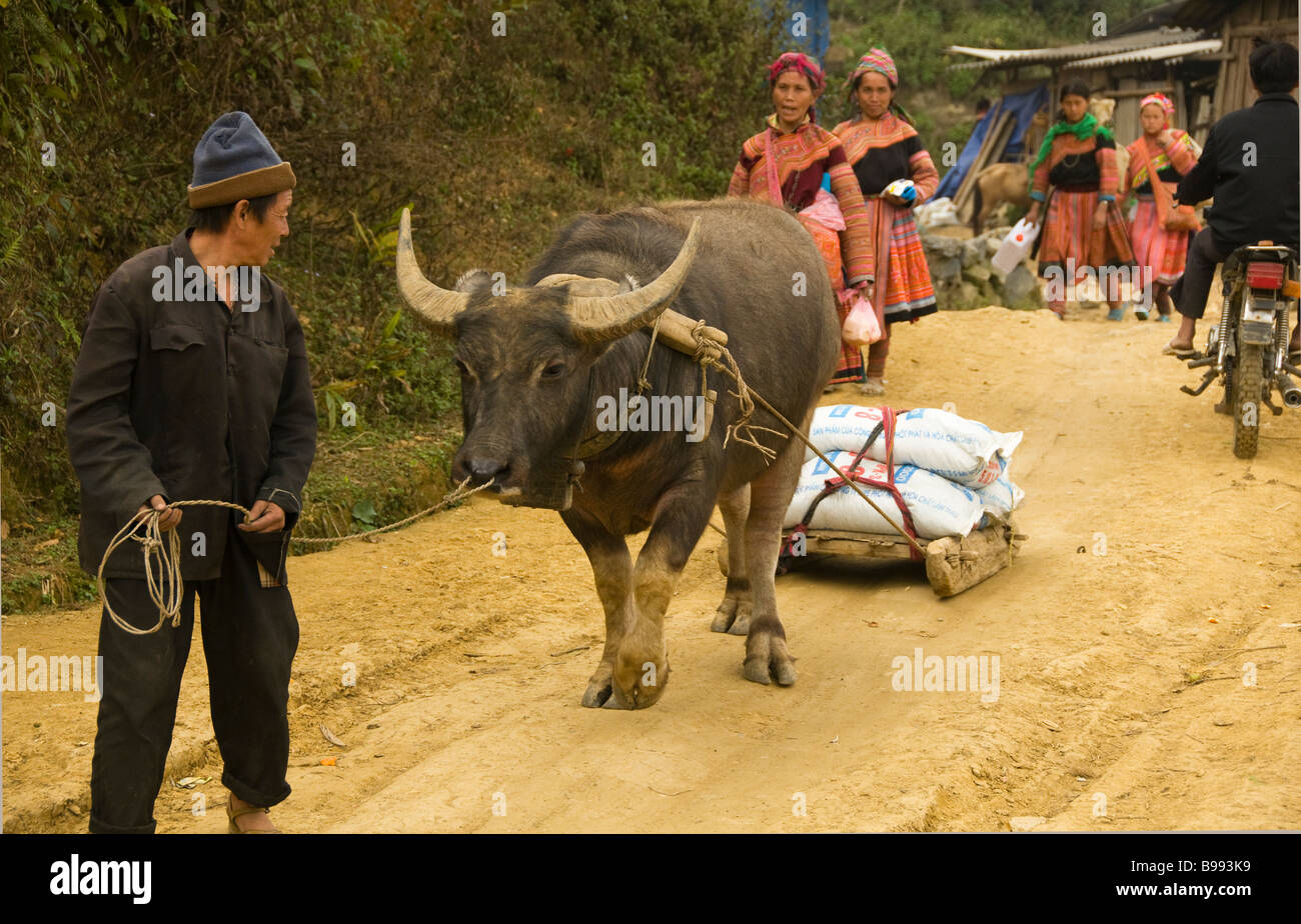 colorful Flower Hmong with their water buffalo walking home from market ...