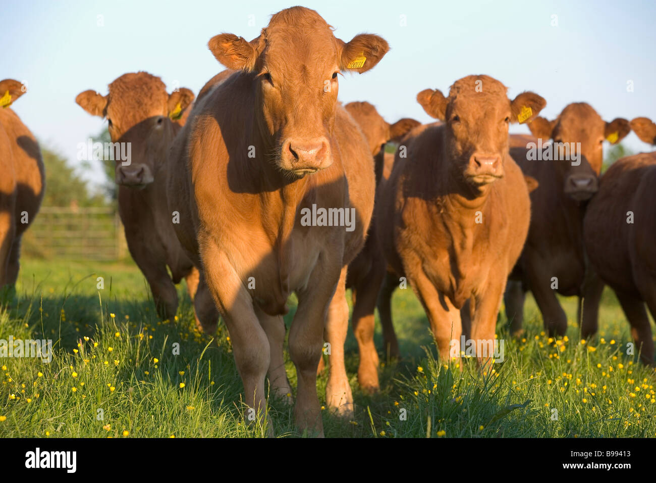 Devon cows hi-res stock photography and images - Alamy