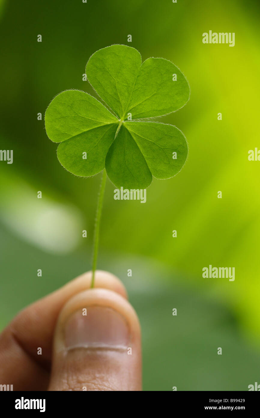 Good Luck Three Leaf Clover High Resolution Stock Photography and ...