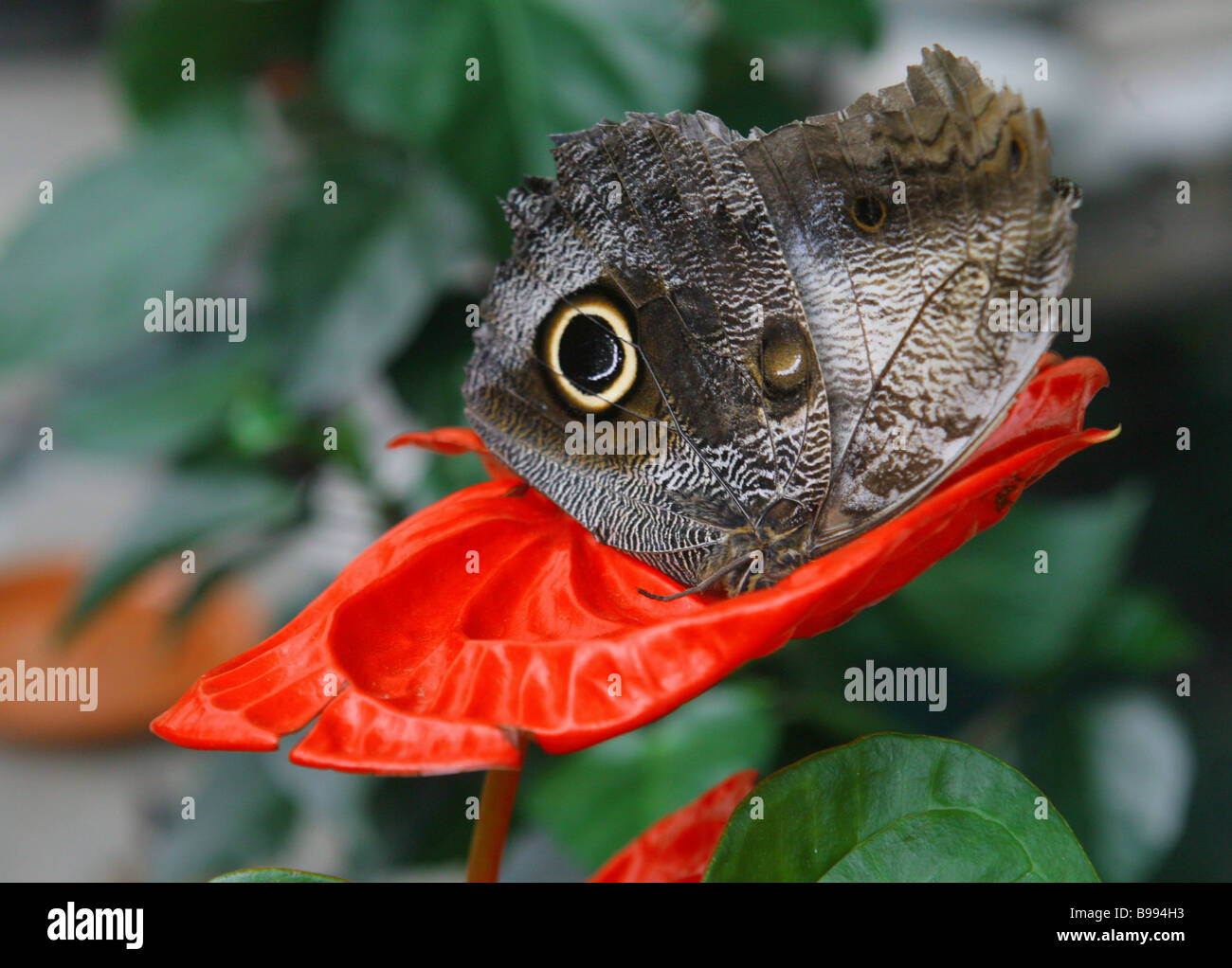 The Moscow Butterfly House in the Pavilion 2 at the All Russia ...