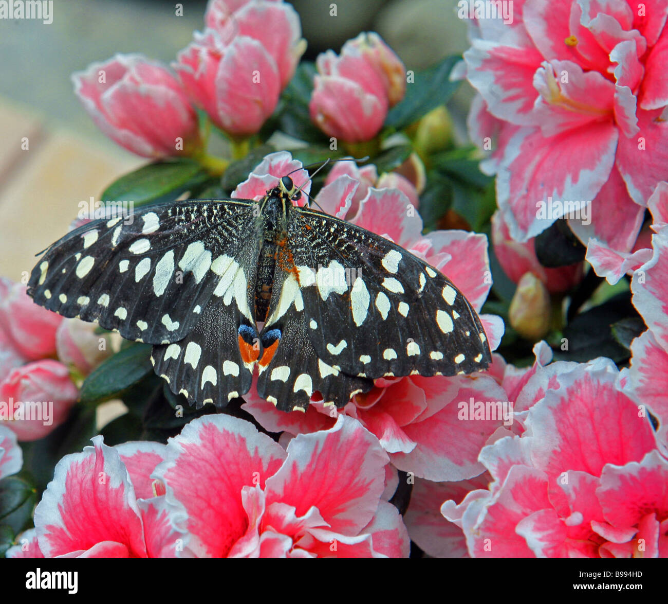 The Moscow Butterfly House in the Pavilion 2 at the All Russia ...