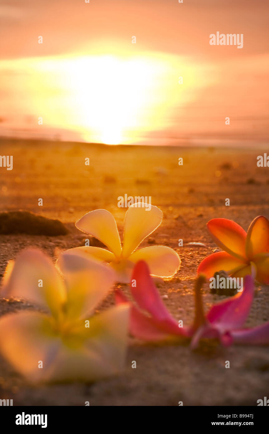 A moment of sublime romantic perfection frangipani Plumeria shot at ...