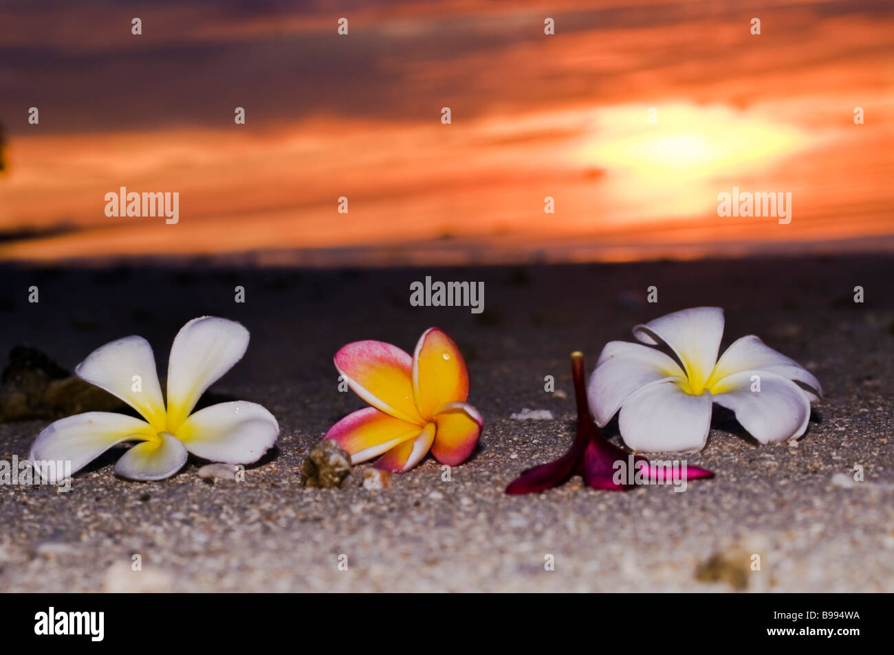 Native frangipani hi-res stock photography and images - Alamy