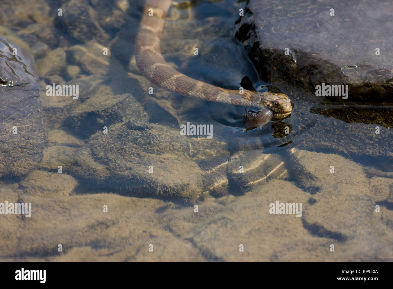 Snake catches a fish Stock Photo - Alamy