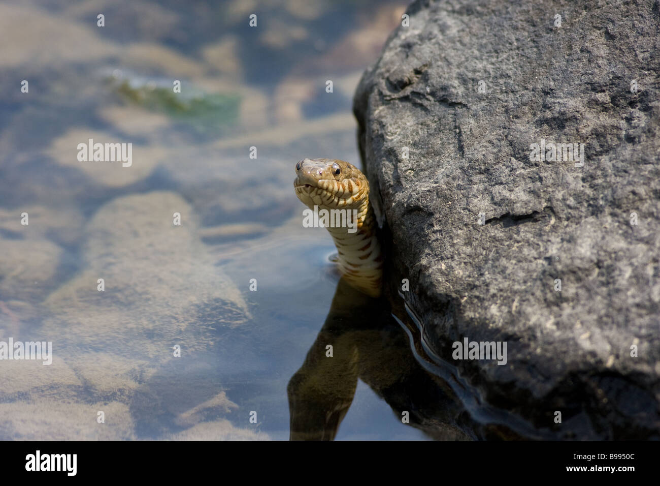 Snake and lake hi-res stock photography and images - Alamy
