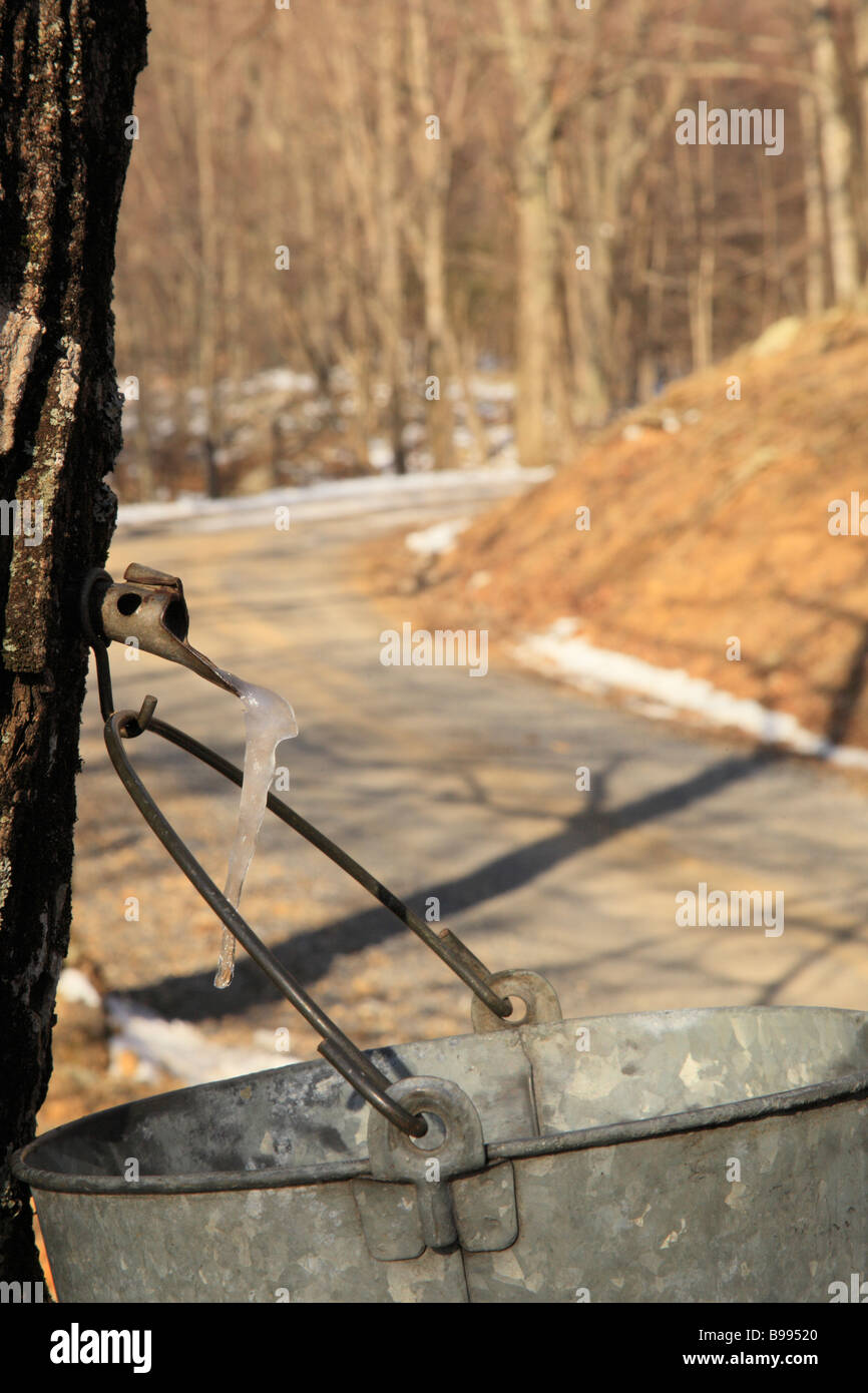 Maple tap hi-res stock photography and images - Alamy