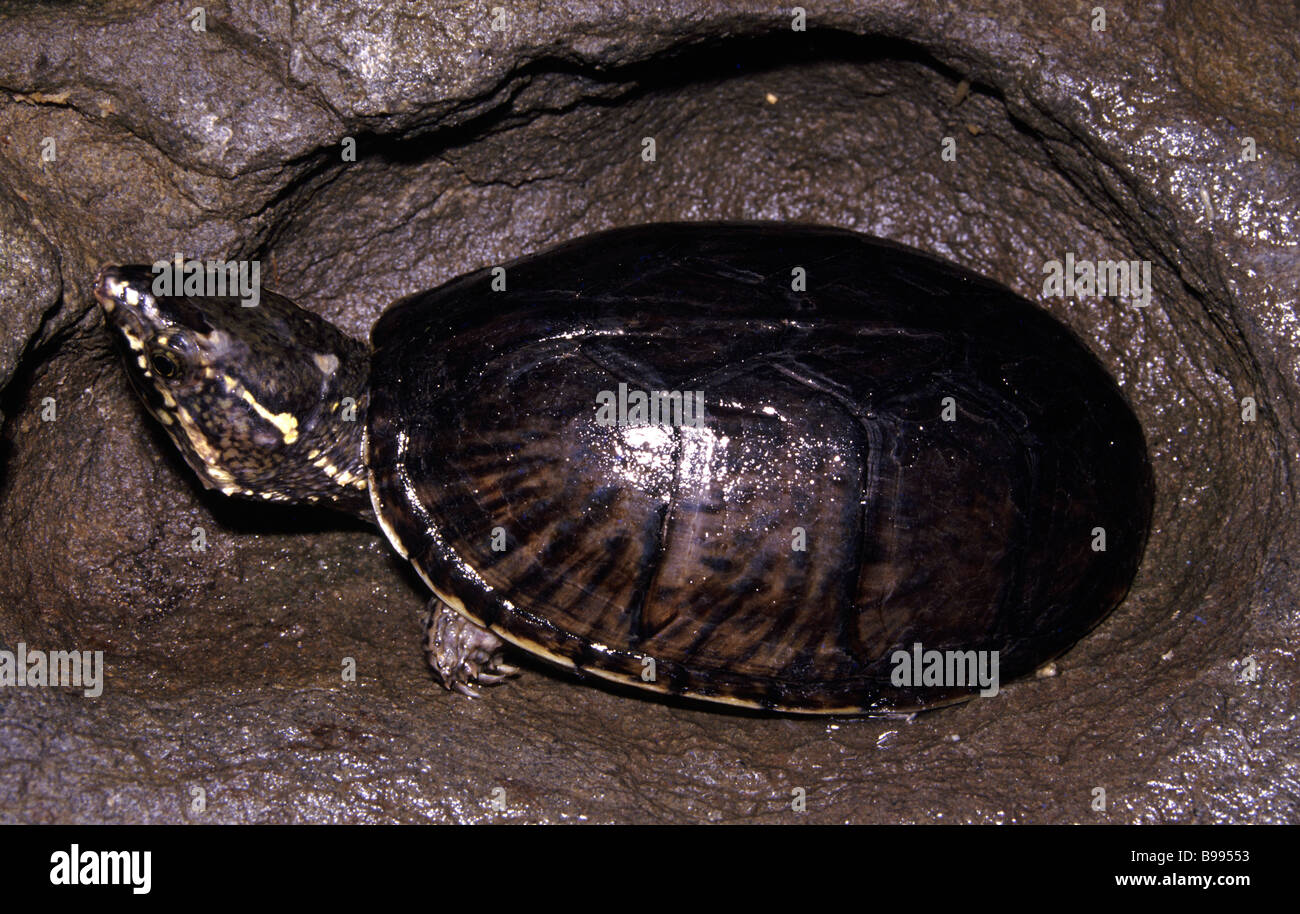 Eastern mud turtle kinosternon subrubrum hi-res stock photography and ...