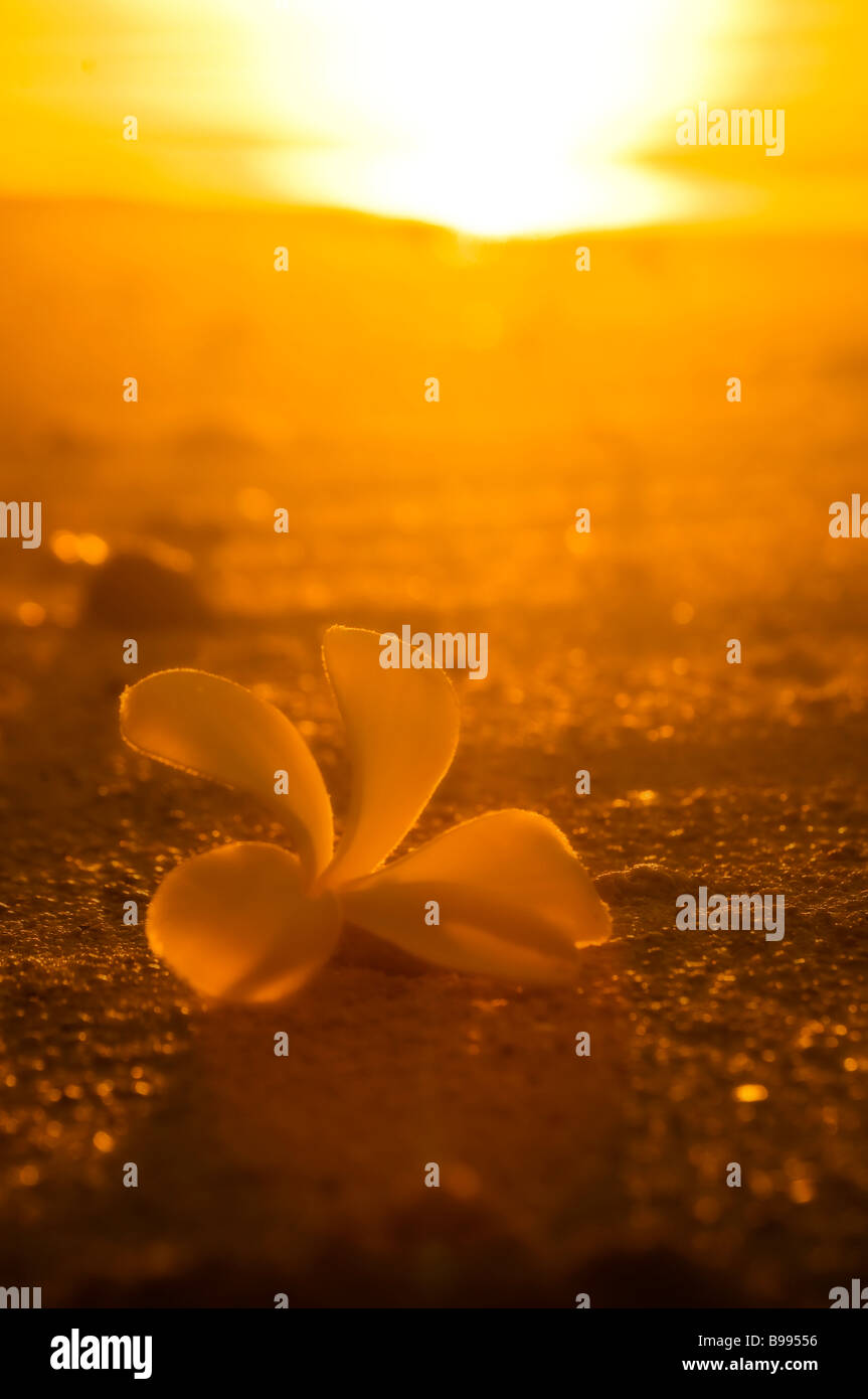 Frangipani charm hi-res stock photography and images - Alamy