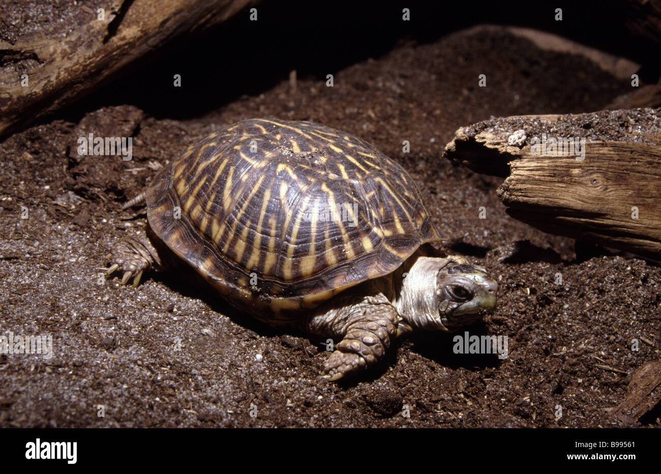 Western box turtle hi-res stock photography and images - Alamy