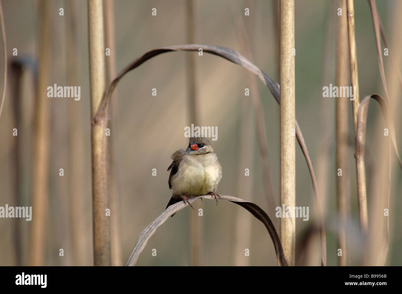 Red munia hi-res stock photography and images - Alamy