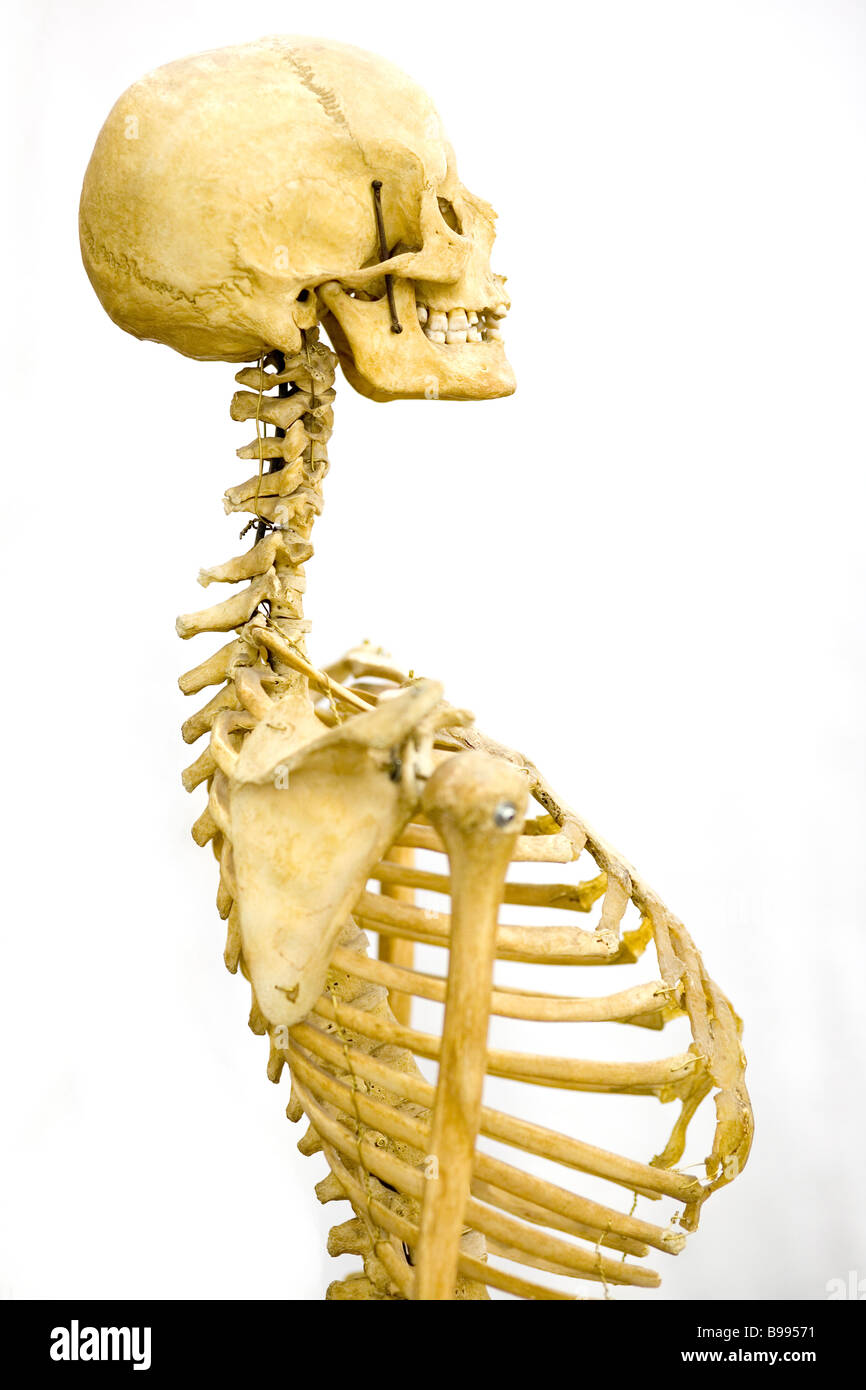 Skeleton with skull hi-res stock photography and images - Alamy