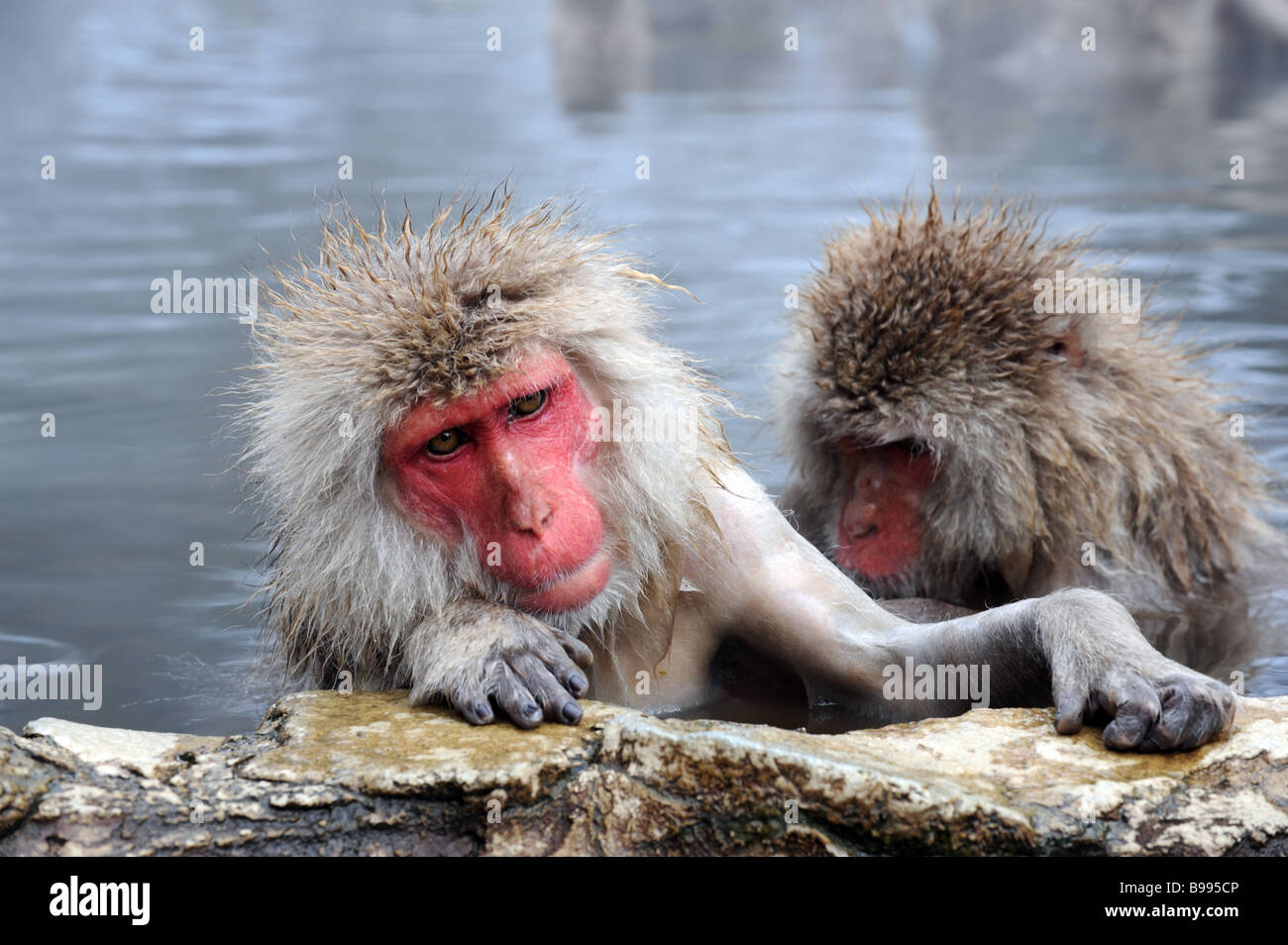 A japanese macaque enjoying the hot water onsen after searching for ...