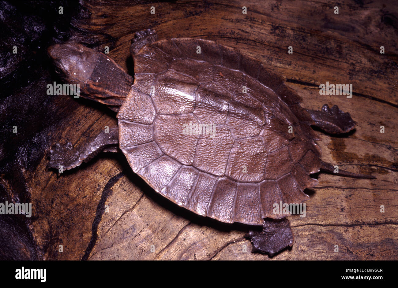 Asian leaf turtle hi-res stock photography and images - Alamy