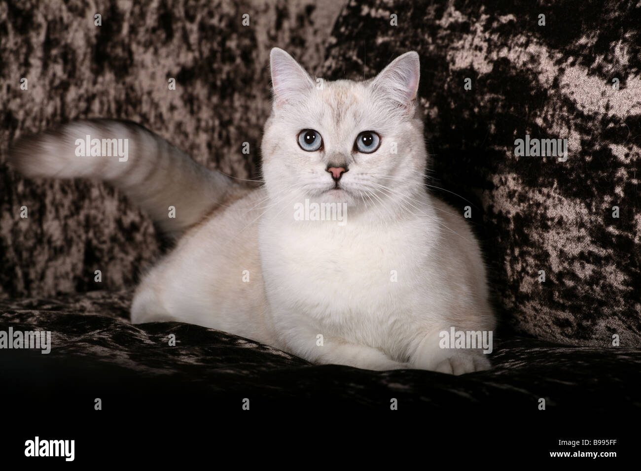British Shorthair silver Cat Stock Photo - Alamy