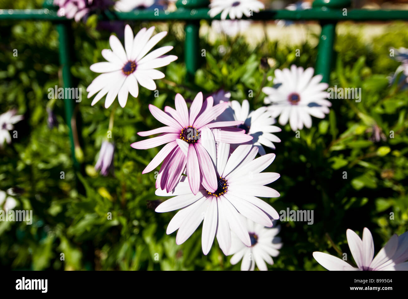 African Daisy or South African Daisy Cape Daisy and Blue eyed Daisy ...