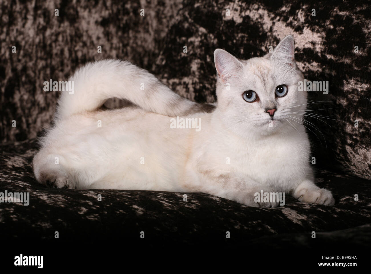 British Shorthair silver Cat Stock Photo - Alamy