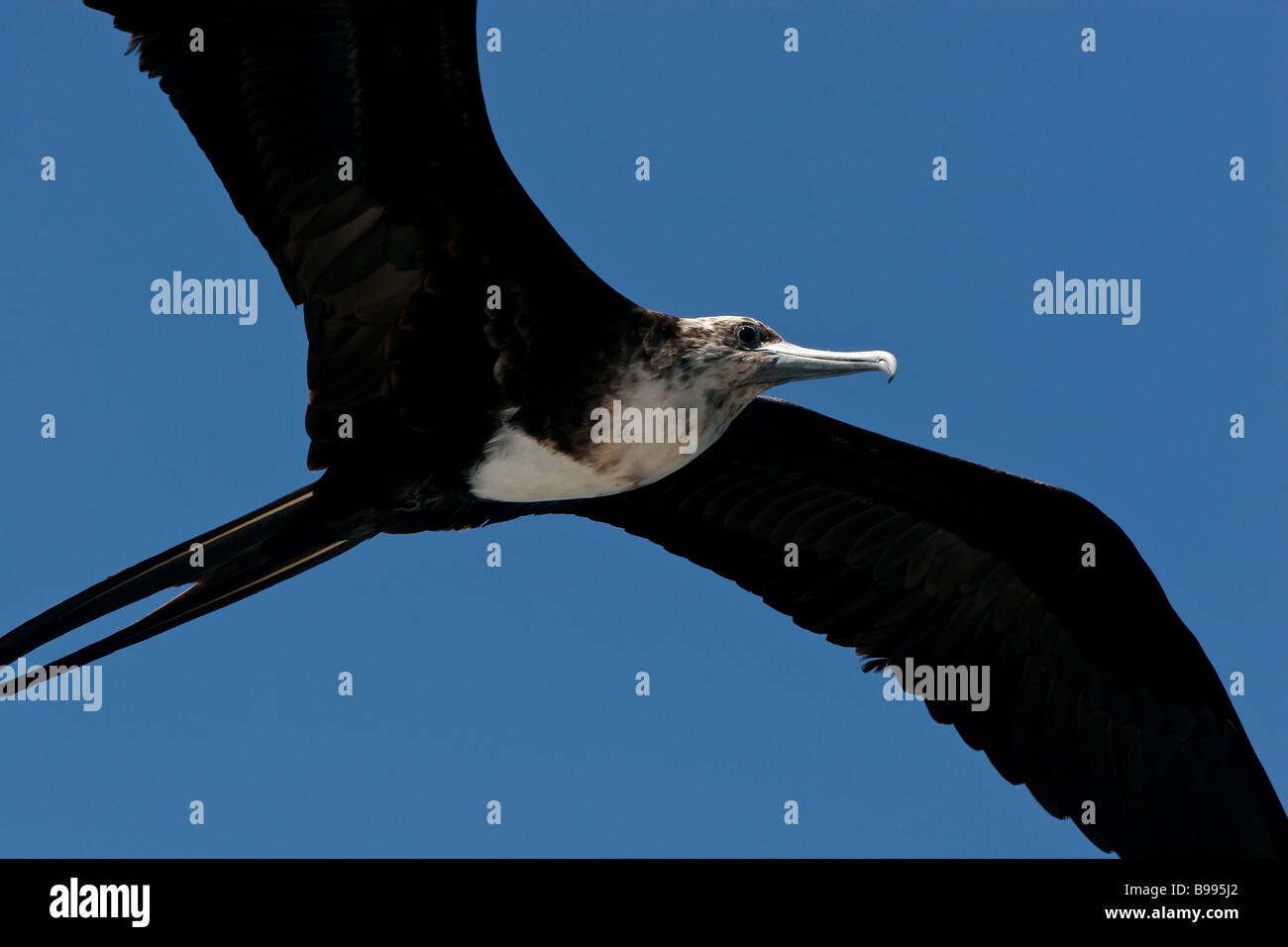Adolescent frigate bird hi-res stock photography and images - Alamy