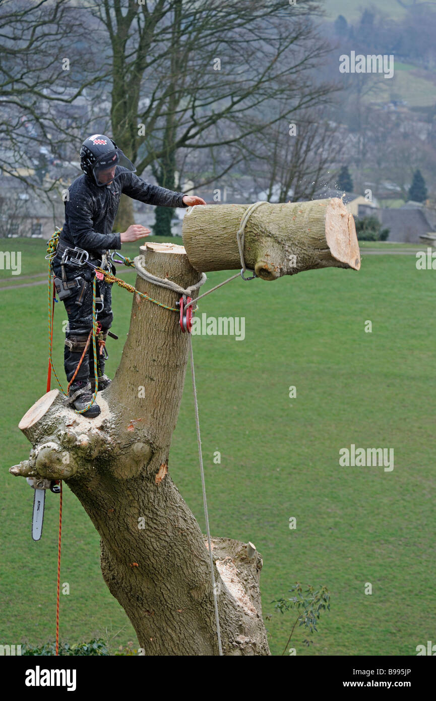 Tree surgeon lopping the trunk of a 60 foot ash tree. Kendal, Cumbria ...