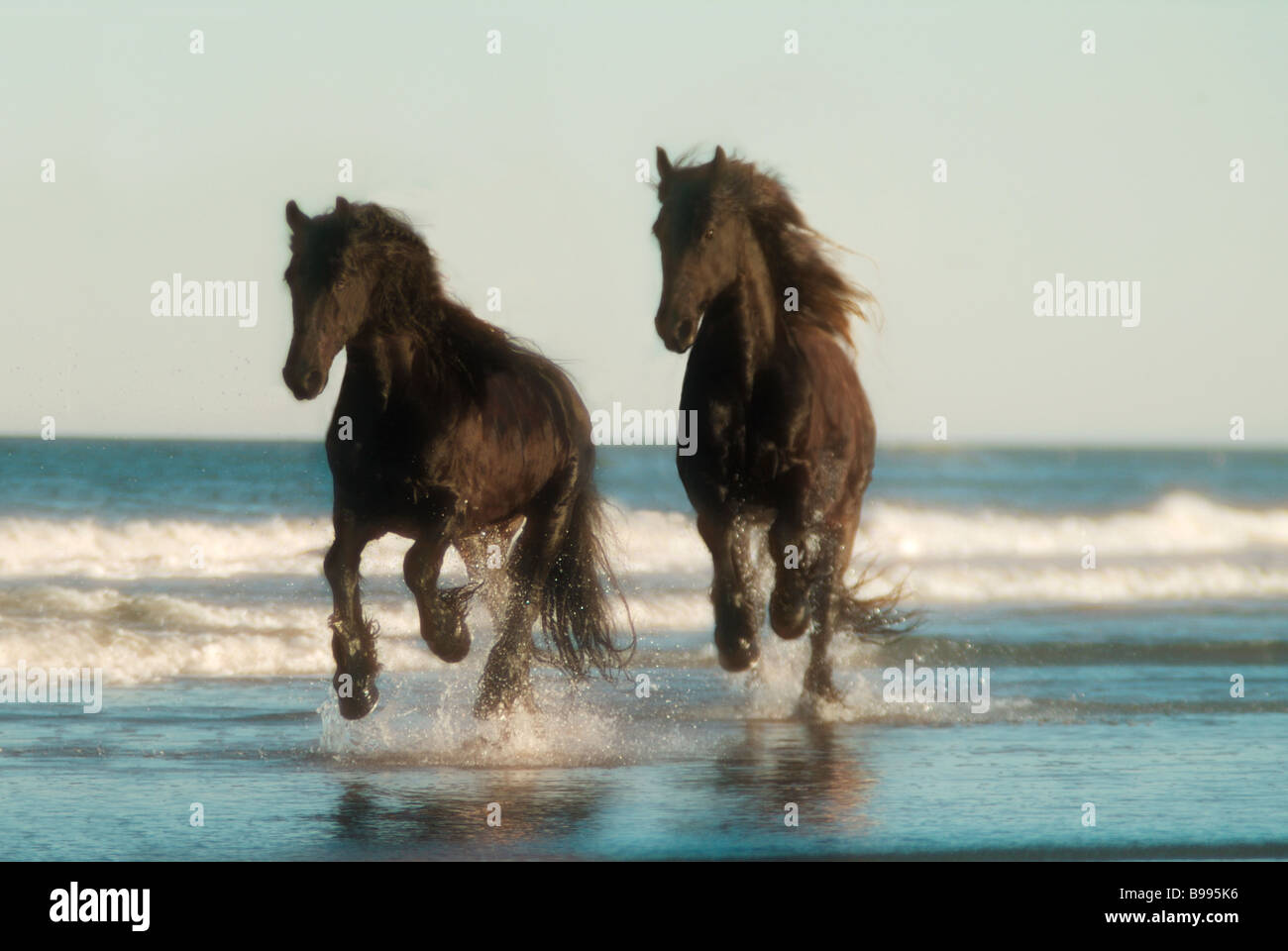 Two Friesian horses running together on beach at dusk Stock Photo - Alamy