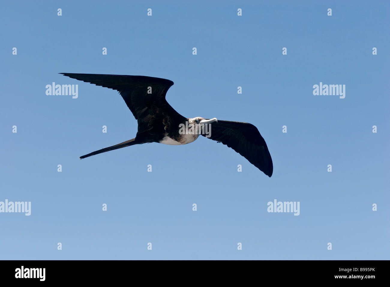 adolescent magnificent frigate bird in flight Galapagos Islands Ecuador ...