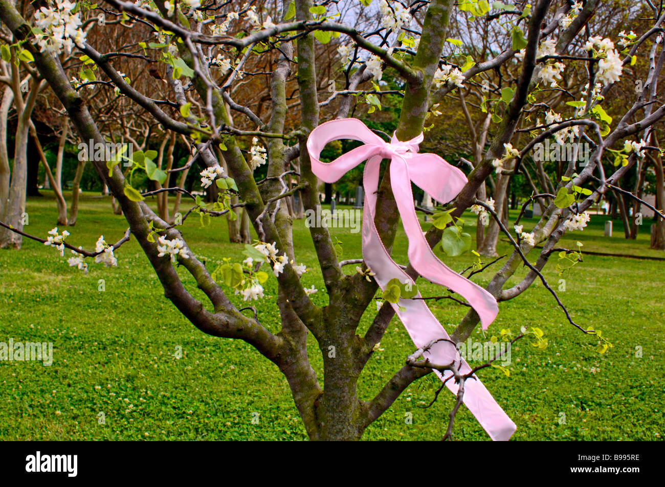 Arbor Day ribbons and green grass for ground breaking and tree planting ...