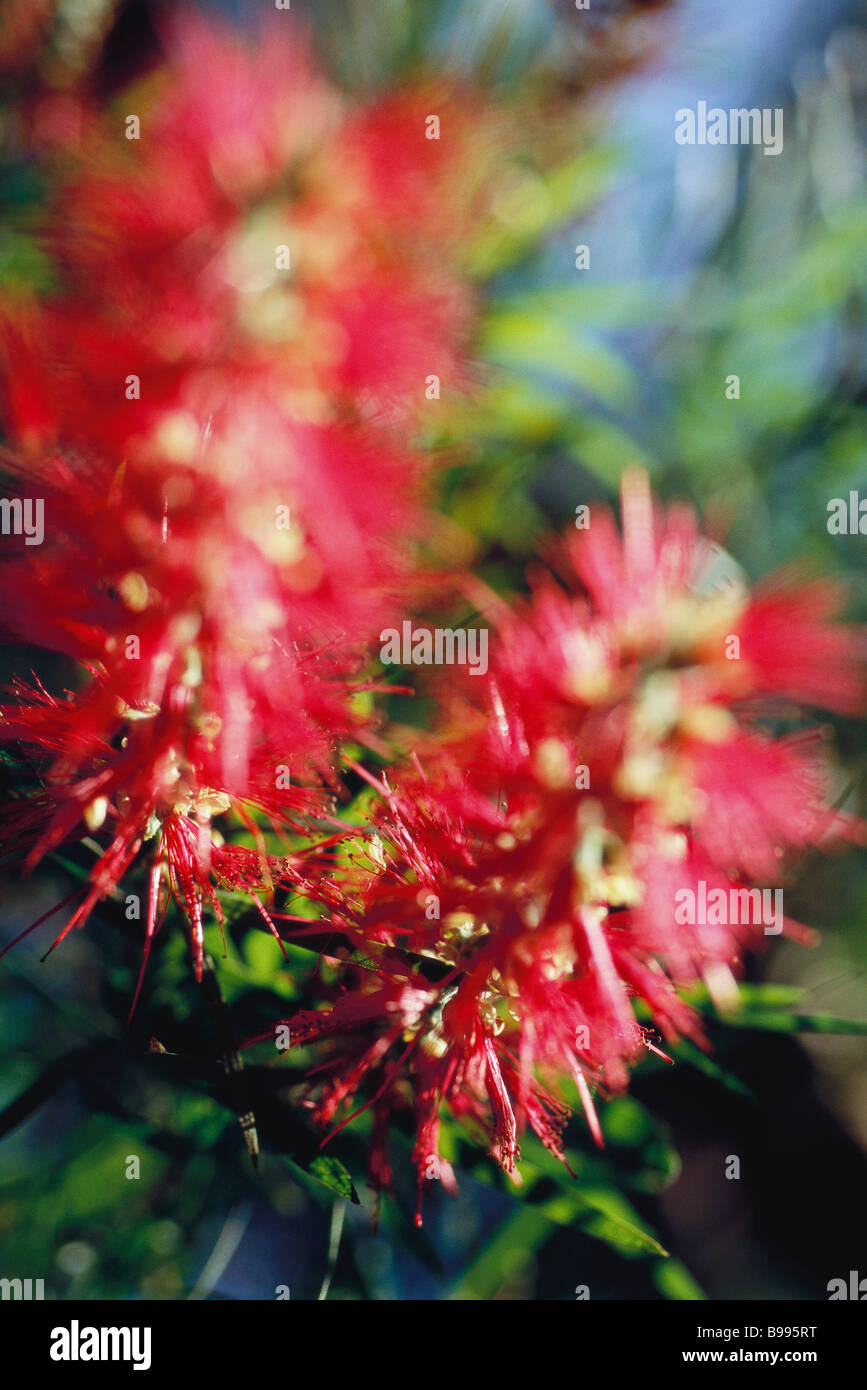 Bottlebrush hi-res stock photography and images - Alamy