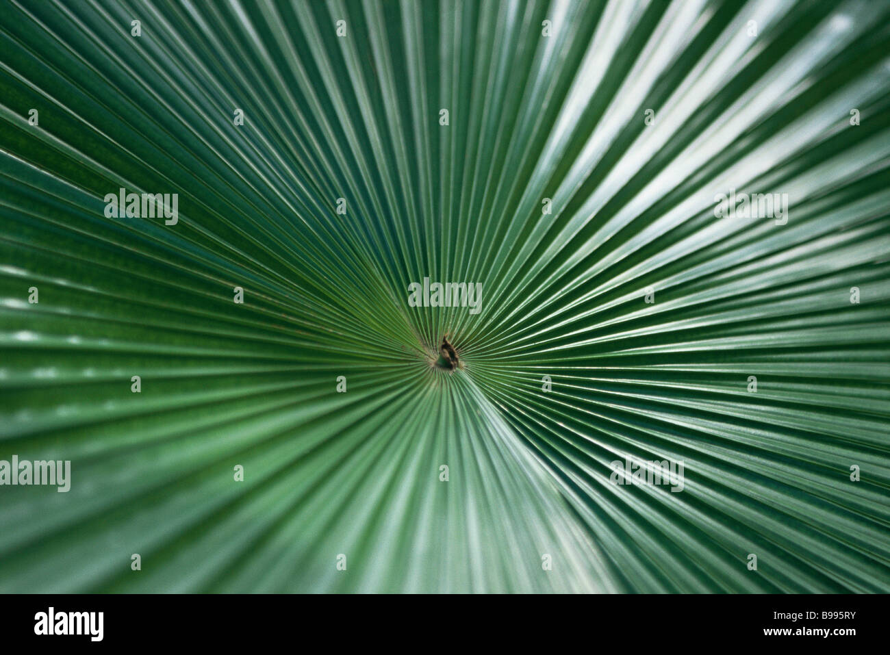 Palm Leaves Frame High Resolution Stock Photography and Images - Alamy