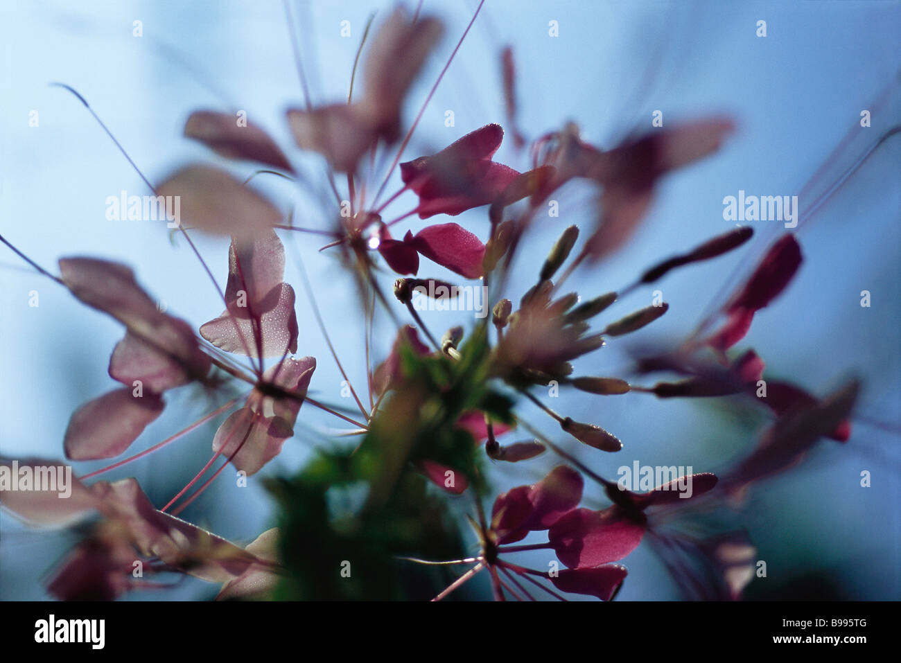 Flower petal abstracts hi-res stock photography and images - Alamy