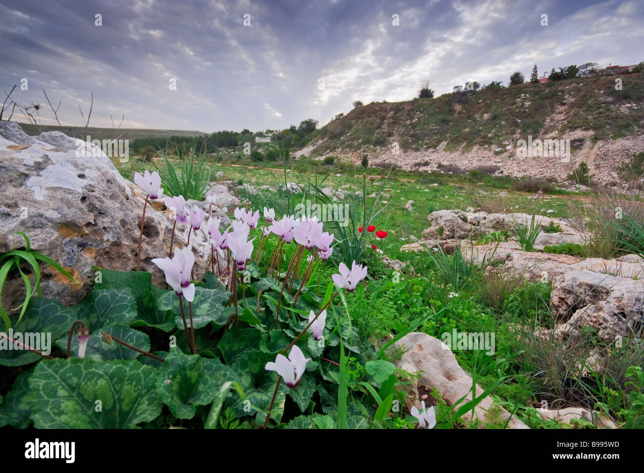 Israel. Cyclamen and Buttercup (Ranunculus) after a rain storm Stock ...