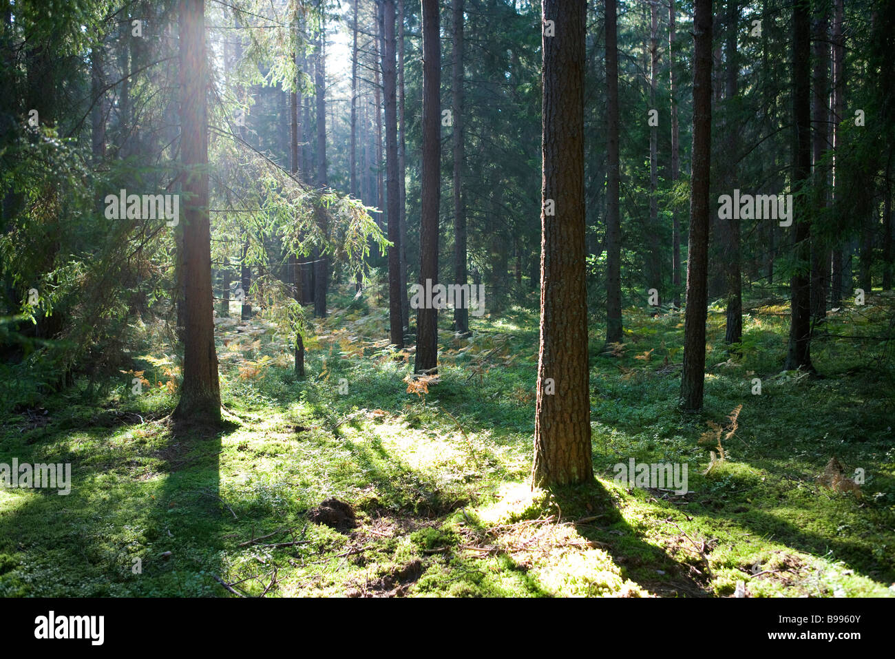 Sunlight shining through trees in forest Stock Photo - Alamy