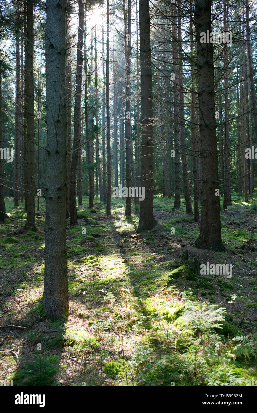 Sun shining through forest trees Stock Photo - Alamy