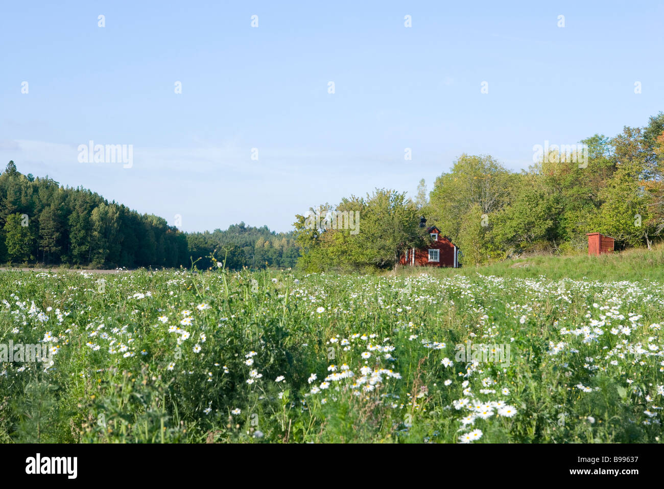 Wildflower wildflowers cottage cottages hi-res stock photography and ...