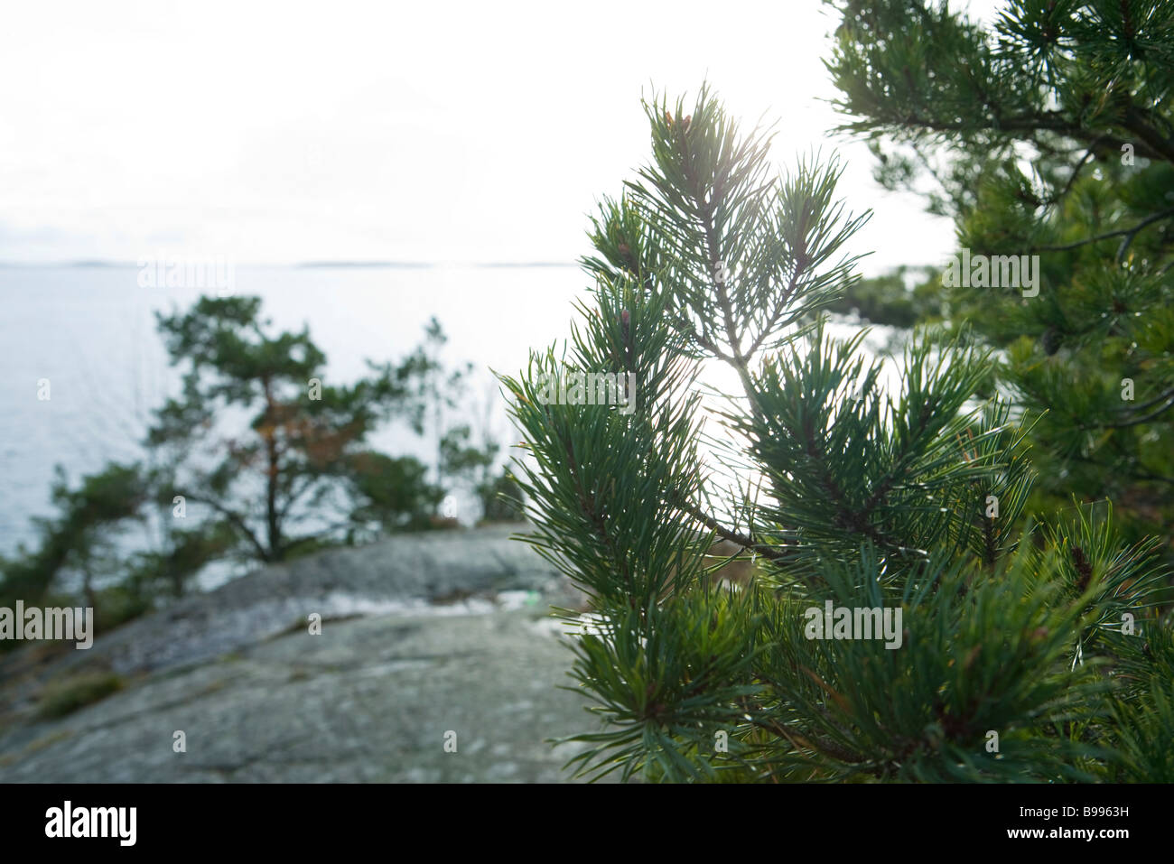 Pine tree needles extreme close hi-res stock photography and images - Alamy