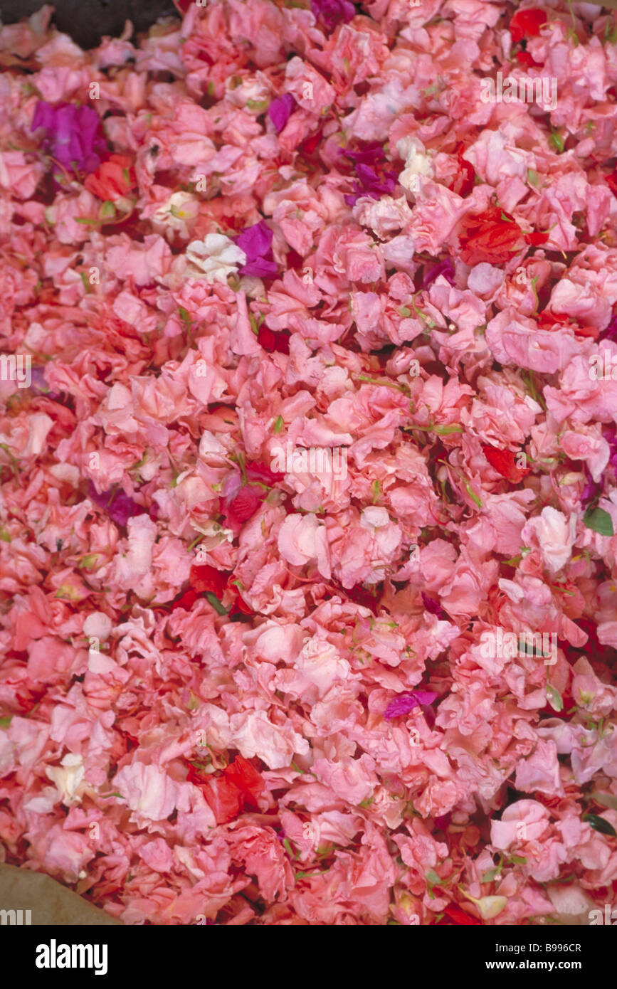 Rose petals hi-res stock photography and images - Alamy