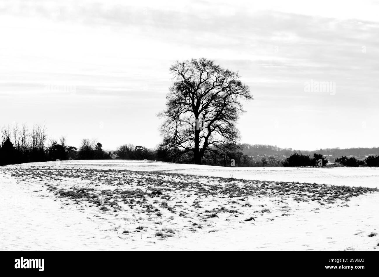 A single tree stands out against the snowy landscape Stock Photo - Alamy