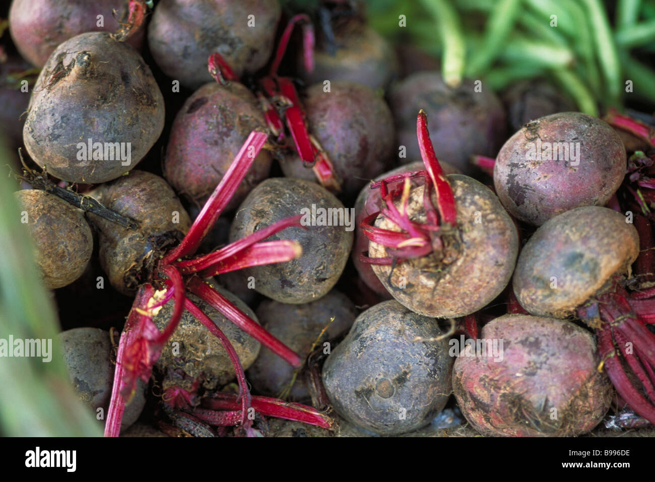 Beet Piles Stock Photos & Beet Piles Stock Images - Alamy
