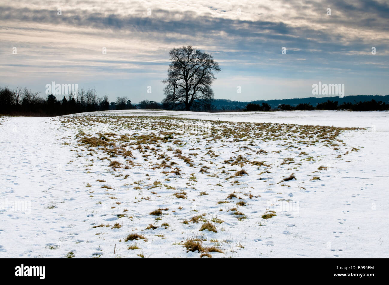A single tree stands out against the snowy landscape Stock Photo - Alamy