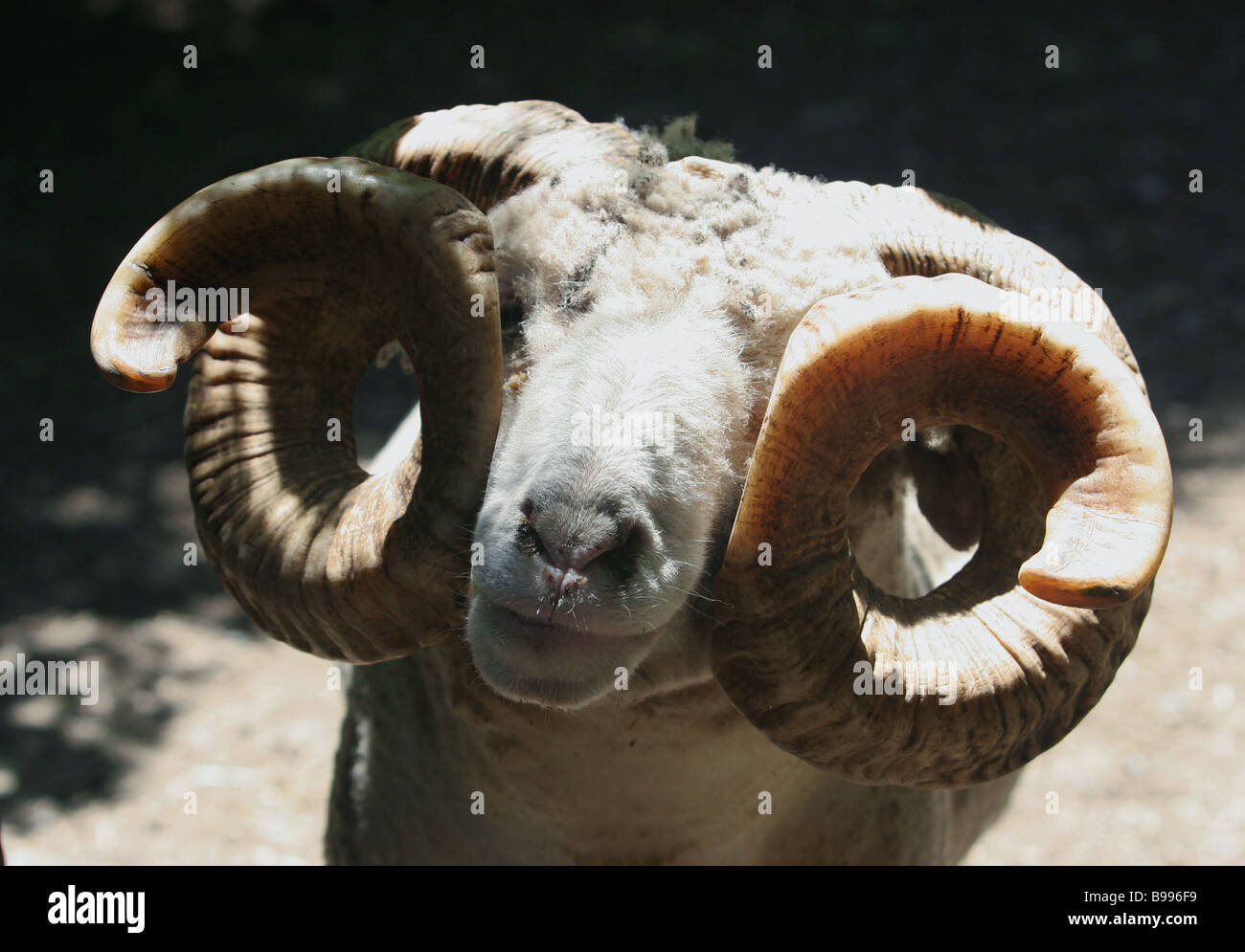 In a New Zealand nature preserve The inimitable Mr Ram Stock Photo - Alamy